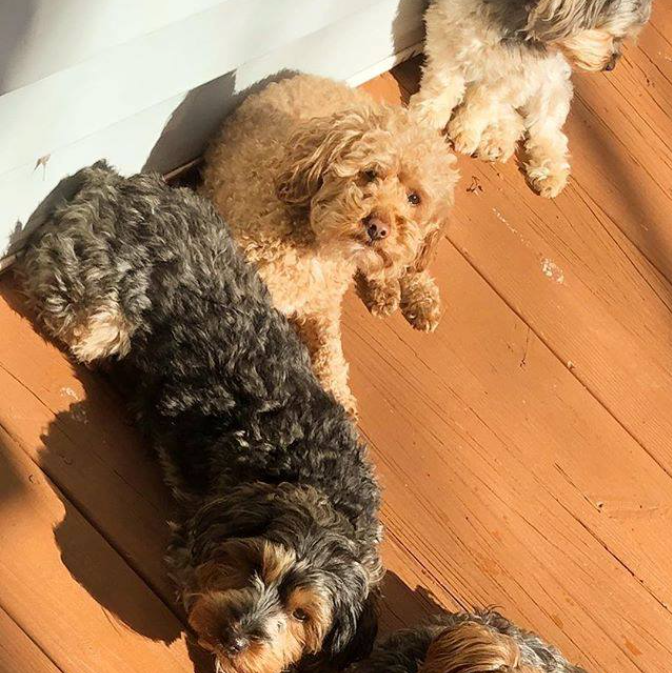 Da Brat Dogs – Lord Of The Pets