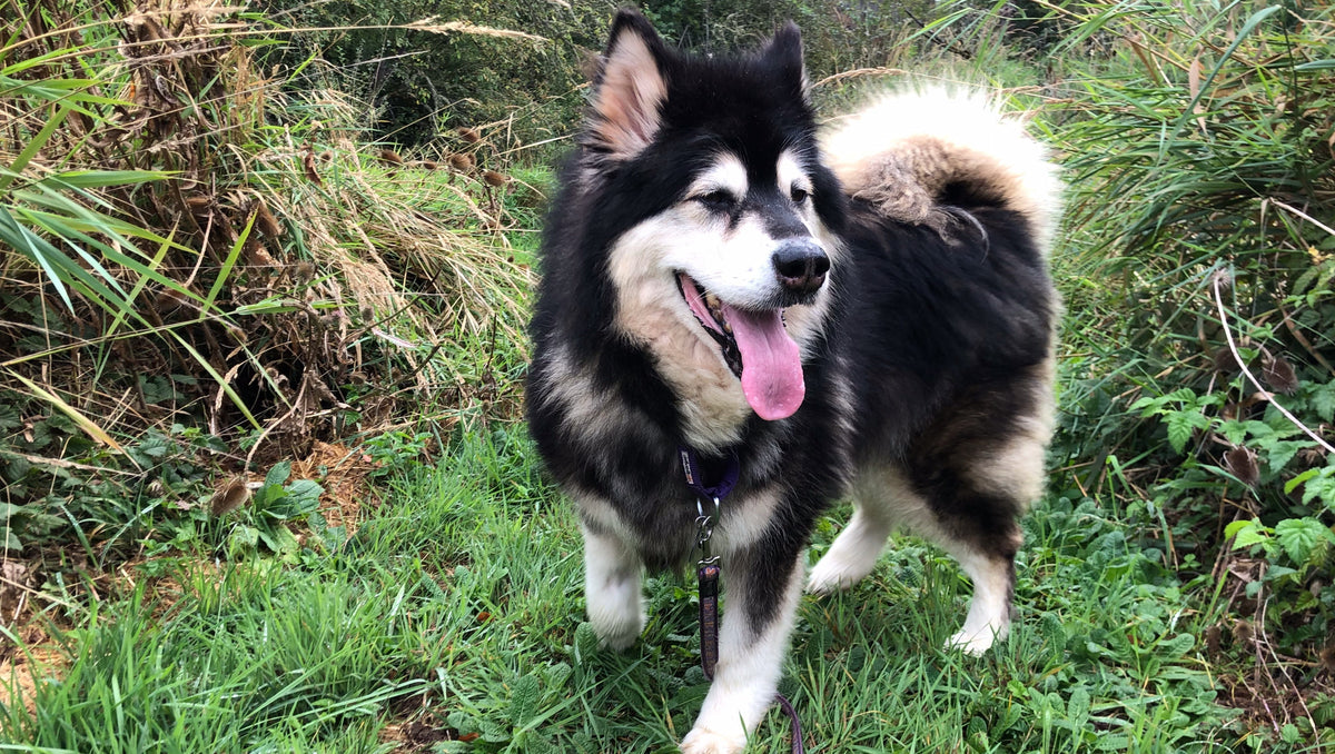 Morgan Freeman's Dog – Lord Of The Pets