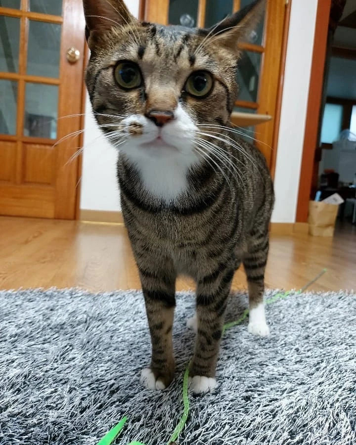 Lee Know Cats – Lord Of The Pets