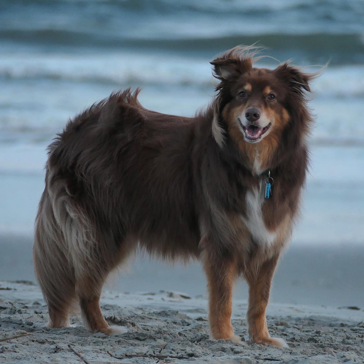 Amanda Seyfried's Dog Finn – Lord Of The Pets