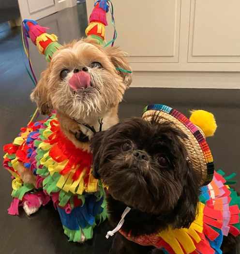 Kelly Ripa Dogs – Lord Of The Pets