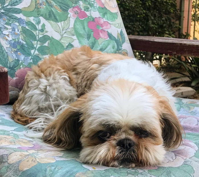 Chef Matty Matheson's Dog Omar – Lord Of The Pets