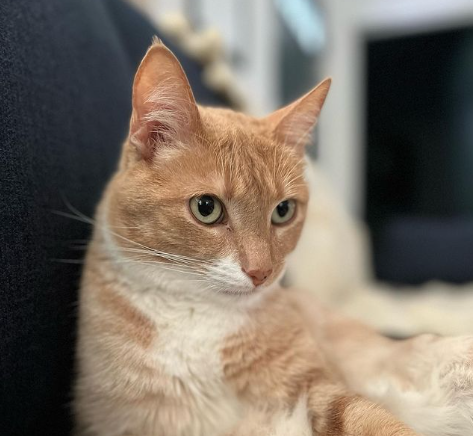 Karan Brar's Cat Max – Lord Of The Pets