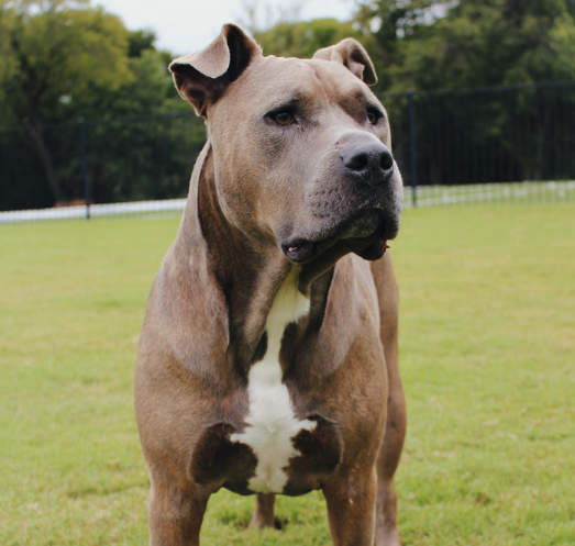 Dak Prescott Dogs – Lord Of The Pets