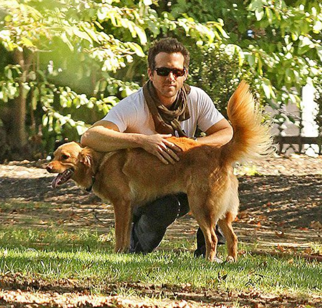 Ryan Reynolds Dogs – Lord Of The Pets