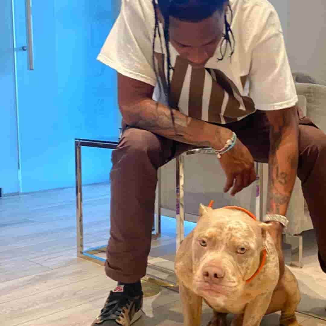 Travis Scott's Dog Tanner – Lord Of The Pets