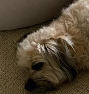 Ethan Suplee's Dog Tine – Lord Of The Pets