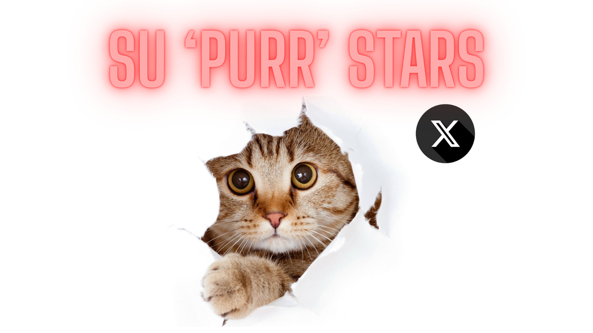 These 9 Cat Twitter Accounts Will Brighten Your Feed – Lord Of The Pets