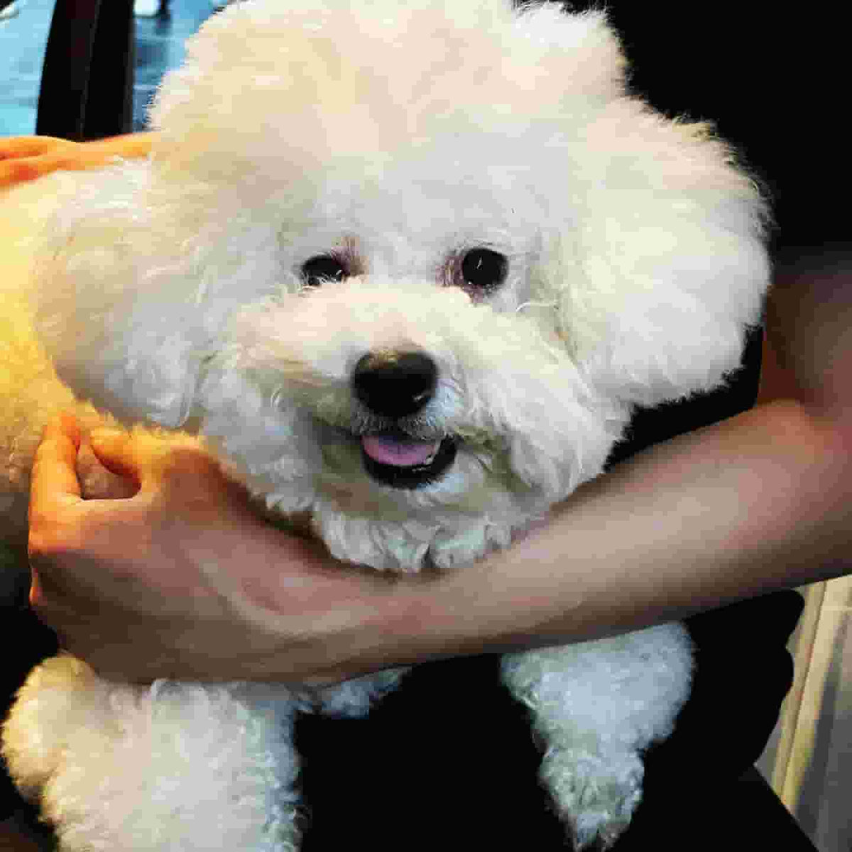 Sehun Dogs – Lord Of The Pets