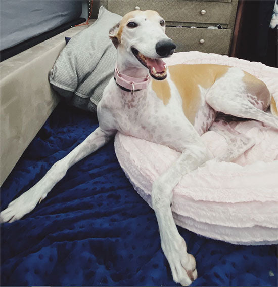 Jenna Marbles's Dogs – Lord Of The Pets