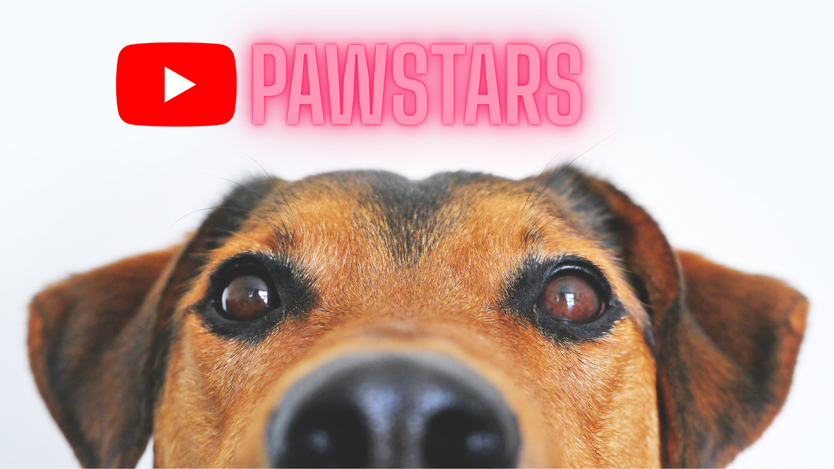 Dog Channels on YouTube That Woo! – Lord Of The Pets