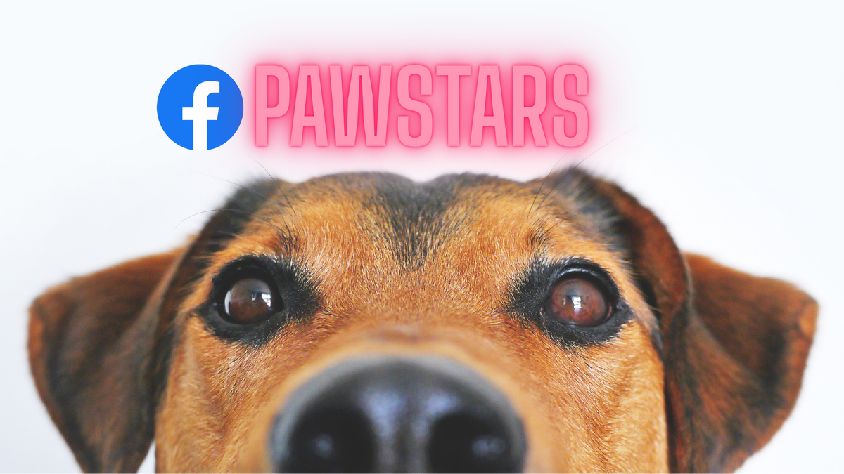 Pet Profiles of Influencer Dogs on Facebook To Follow! – Lord Of The Pets