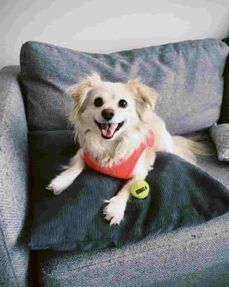 Mark Hamill's Dogs – Lord Of The Pets