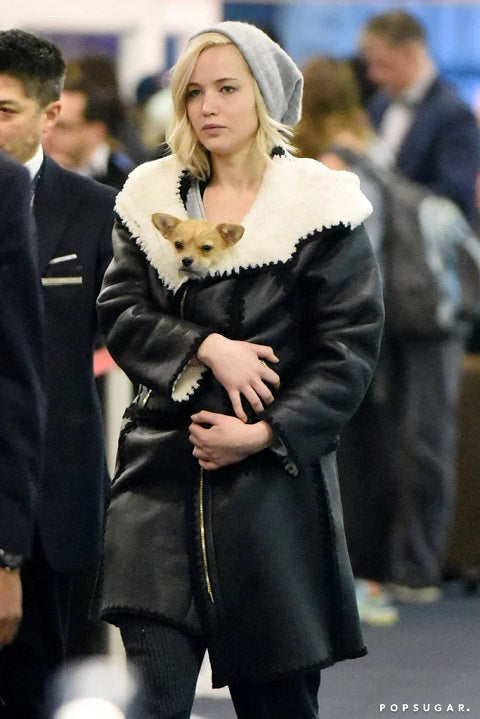 Jennifer Lawrence's Dog Pippi Lawrence Stocking – Lord Of The Pets