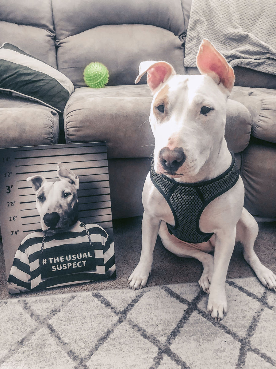 Neo Barksist - The Matrix Inspired Custom Pet Portrait Canvas – Lord Of ...